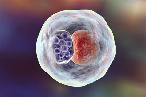 Chlamydia Inclusion In Human Cell Stock Illustration Illustration Of