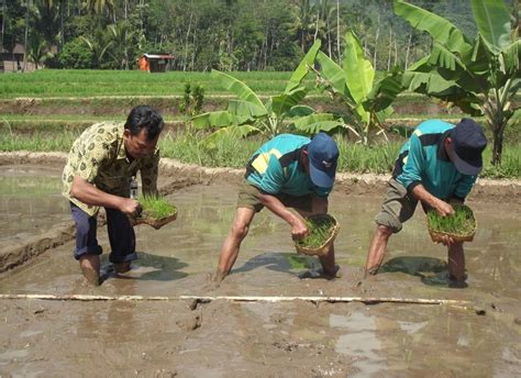 Cara Penanaman Padi Pemuda Tani
