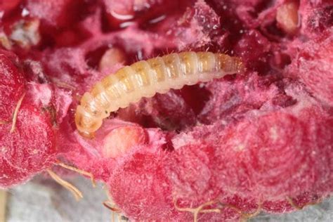 How To Identify And Control Raspberry Fruit Worms