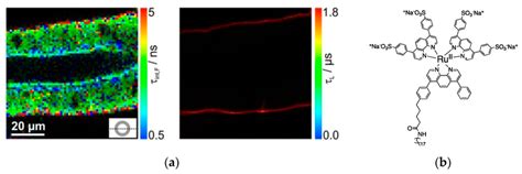 A Emission Lifetime Map Of Cockroach Salivary Ducts Stained With A