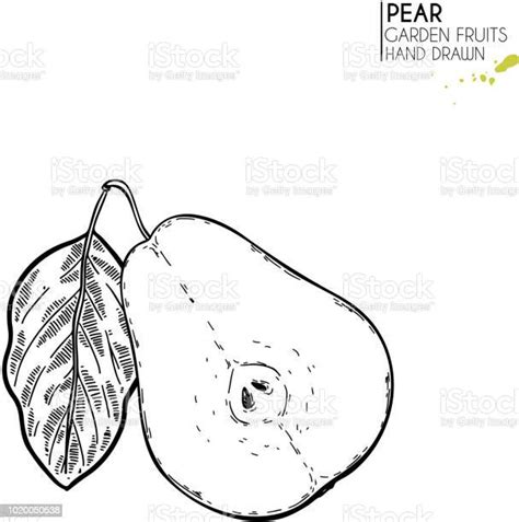 손으로 그린 썬 반 배 벡터는 일러스트 레이 션을 새겨져 있다 달콤한 천연 과일입니다 식품 건강 성분입니다 요리 화장품 패키지 디자인 약용 허브 치료 Healt 케어 가을에