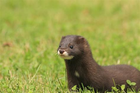 Europäischer Nerz Mustela Lutreola Im Steckbrief Merkmale Vorkommen Verhalten Etc