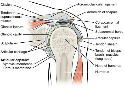 shoulder joint anatomy of selected synovial joints by openstax page