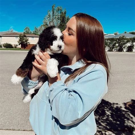 Sheepadoodle Rescue Adoption And Rehoming Shelter