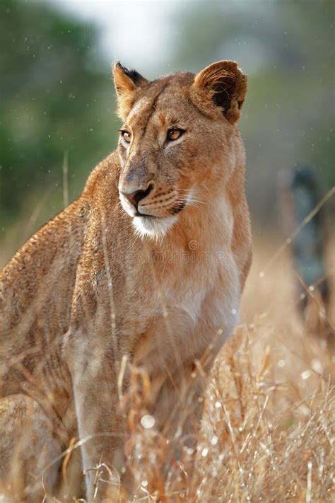 Lioness Sitting In The Rain Stock Photo Image Of Hair Feline
