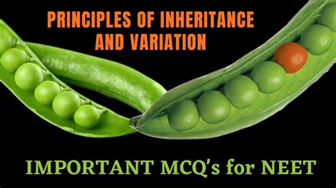 Important Biology Mcqs For Neet Principles Of Inheritance And