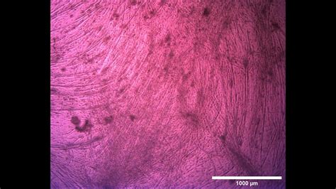 Skeletal Muscle Contraction And Tetanus For Differentiated C2c12