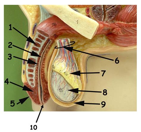 Sagittal View Diagram Quizlet