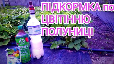 Важлива ПІДКОРМКА під час цвітіння полуниці Youtube