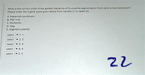 What Is The Correct Order Of The Genetic Hierarchy Of Drosophila Segmentation From Early To Late