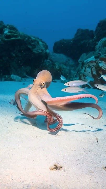 Mesmerizing Octopus Swimming On The Ocean Floor Underwater Wonders