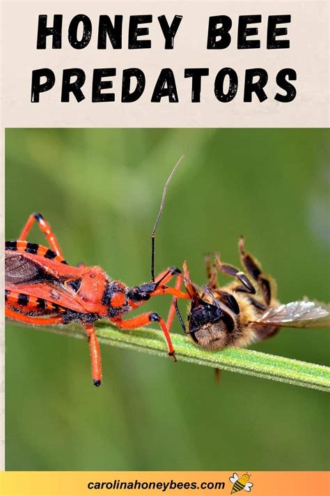 Honey Bee Predators Carolina Honeybees