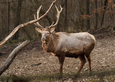 Premium Photo Altai Wapiti