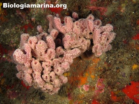Disidea Avara Biologia Marina Del Mediterraneo
