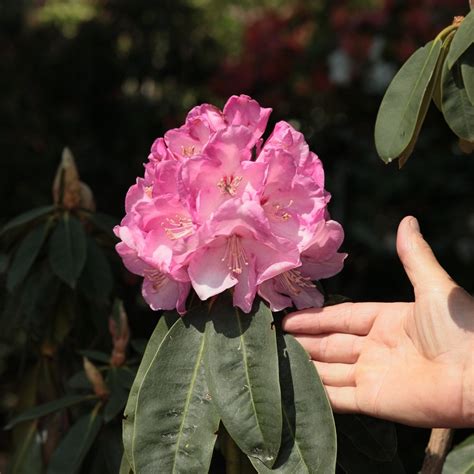 Pink Titan In Vitro Kusibab