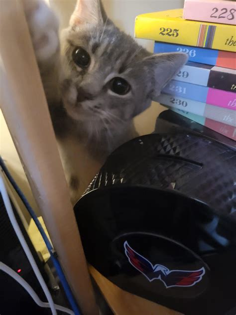 Excuse Me Mother Album On Imgur