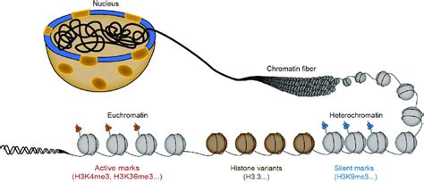 A Cartoon Depicts Representative Chromatin States Download