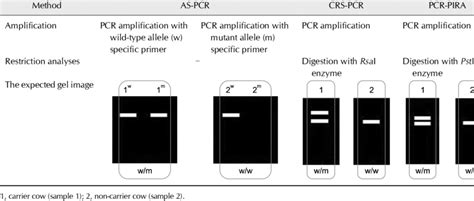 Simplified Protocols For The Allele Specific Polymerase Chain Reaction