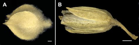 closed anthocarp of glinus species ag setiflorusbg zambesiacus scale