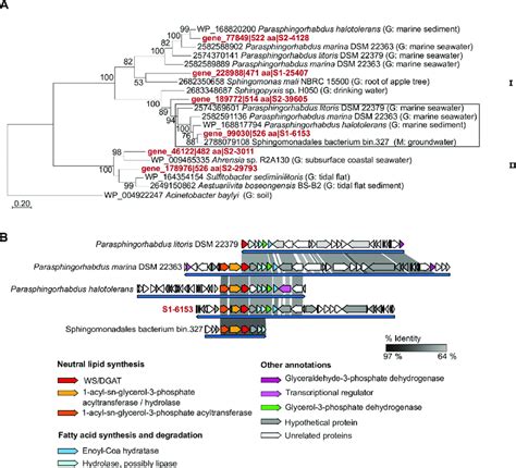 Phylogenetic Analysis And Genomic Context Of Ws Dgat Homolog Sequences Download Scientific