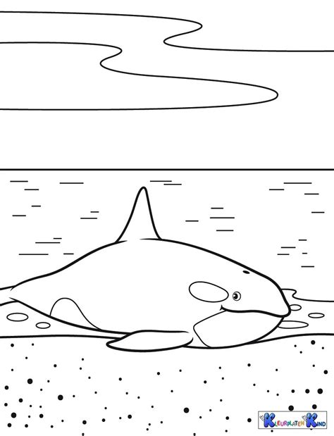 19 Prachtige Orka Kleurplaten Om Gratis Te Printen