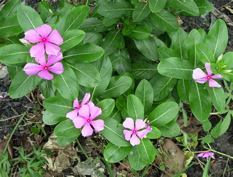 African Plants A Photo Guide Catharanthus Roseus L Gdon