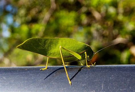 Download Katydid Camouflagedas Leaf Wallpaper