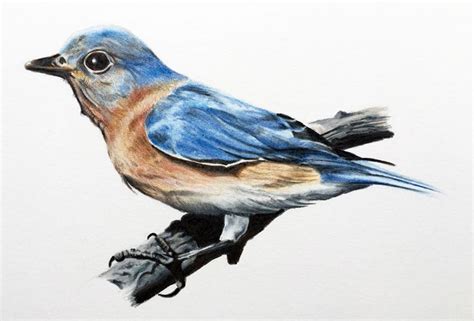 Colored Pencil Portrait Tutorial Bird Pencil Drawing Bird Drawings Color Pencil Art