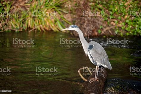 무성한 나뭇가지 꼭대기에 앉아 고요한 강과 바위투성이의 풍경을 내려다보는 회색 왜가리 0명에 대한 스톡 사진 및 기타 이미지 0명 강 경관 Istock