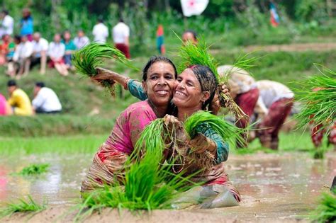 Rice Planting In Nepal Travel Buddies