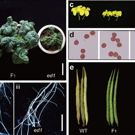 Morphological Comparison Of Wild Type Wt F 1 And Ed1 Plants At