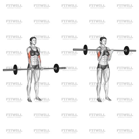 Curl De Bíceps Con Barra De Pie Con Agarre Cerrado Video De Ejercicio