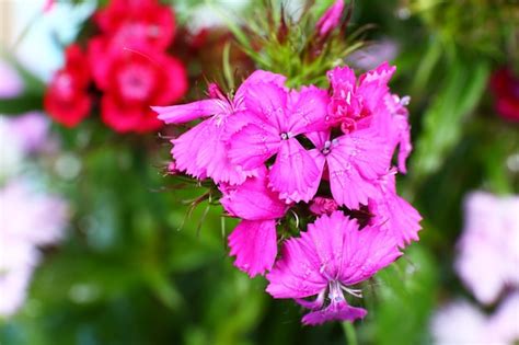 Premium Photo Beautiful Flowers Close Up