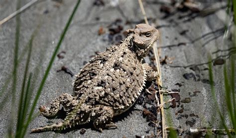 Desert Horned Lizard Predators