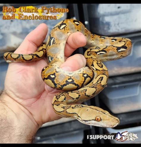2022 Female Normal Het Albino Reticulated Python By Rob Clark Pythons Morphmarket