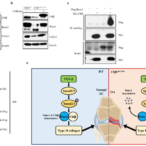 Requirement Of Cbfβ For Runx1 Stabilization In Articular Chondrocytes Requirement Of Cbfβ For Runx1 Stabilization In Articular Chondrocytes
