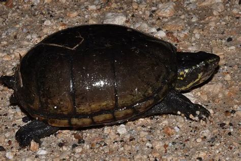 Mississippi Mud Turtle Care A Complete Guide