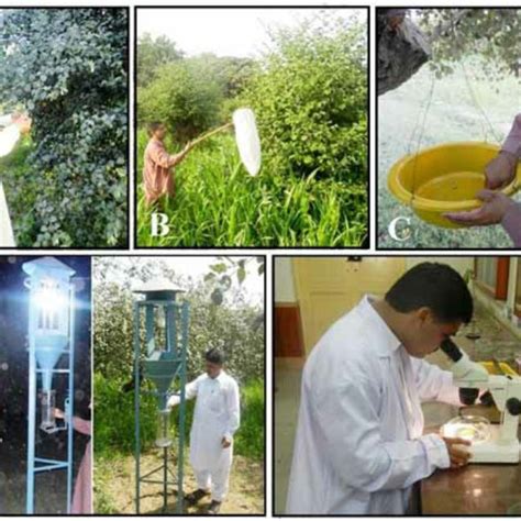 Insect Pests Observed Through Different Methods Of Insects Scouting