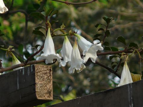 Nepalska Truba Beaumontia Grandiflora Plantea