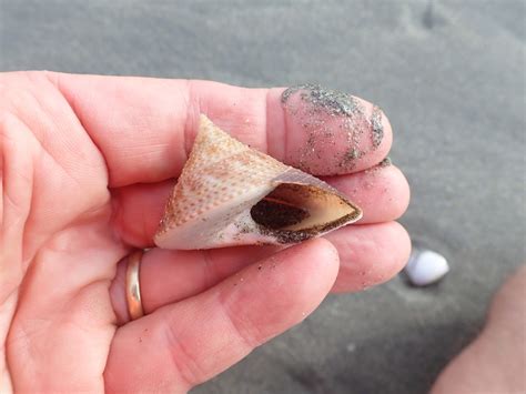 Maurea Selecta From Ohau New Zealand On April 30 2023 At 09 12 Am By Arnim Littek · Inaturalist