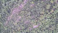 Det Fly Object Detection Dataset By DetFly