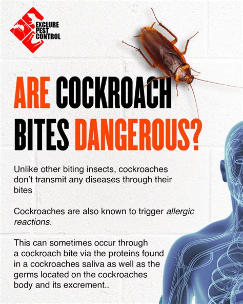 What Does A Cockroach Bite Look Like On A Human At Logan Hochstetler Blog