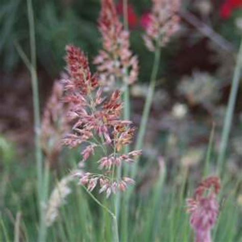 Melinis Nerviglumis Savannah Ruby Grass Siteone
