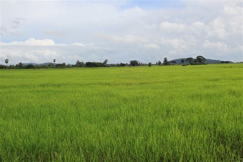 ချောင်းဆုံမြို့နယ်တွင် လျာထားဧကများအတိုင်း မိုးစပါးစိုက်ပျိုးမှု အောင်မြင်ဖြစ်ထွန်းသည့်အတွက