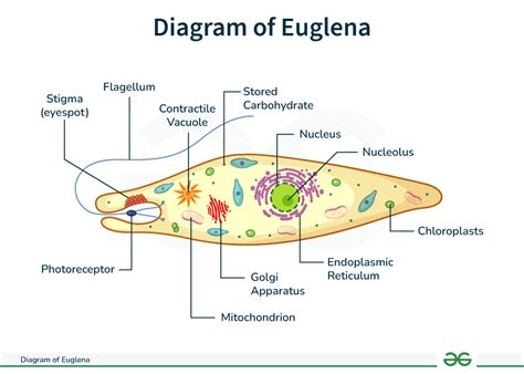 Diagram Of Euglena Geeksforgeeks