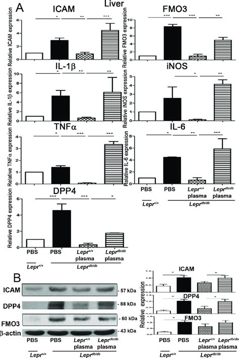 injection of plasma from lepr mice into adipose tissue of lepr
