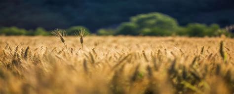 Crop Monitoring Technology That Transforms How We See Fields Qaltivate