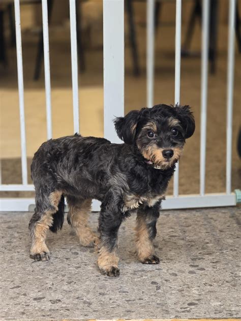 말티즈요크셔테리어 콩순이 강아지 책임분양 아이조아 유기방지입양 파양 강아지보호소 고양이보호소 무료분양센터