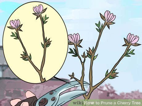 Ways To Prune A Cherry Tree Artofit