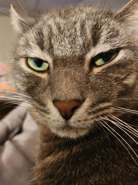 My Bobtail Gizmo Aka Lt Gizy In Grey Issue Rtacticalissuecat